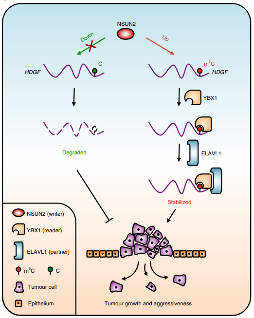易基因｜m5C RNA甲基化测序技术---从mRNA到全转录组（mRNA+lncRNA+tRNA）m5C单碱基分辨检测｜技术解读 - 知乎