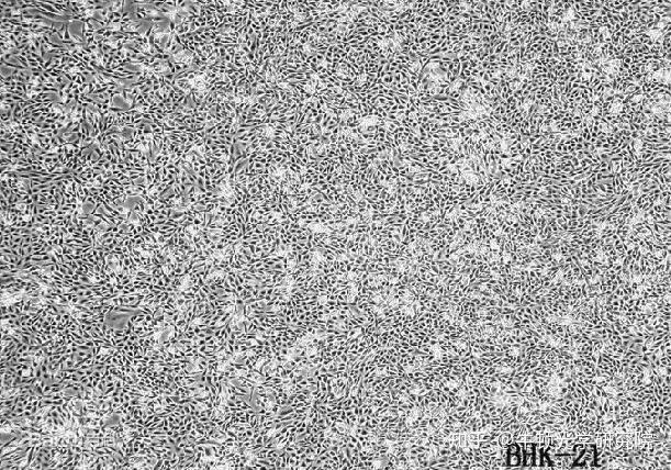 【细胞解读系列】BHK-21的传代小知识 - 知乎