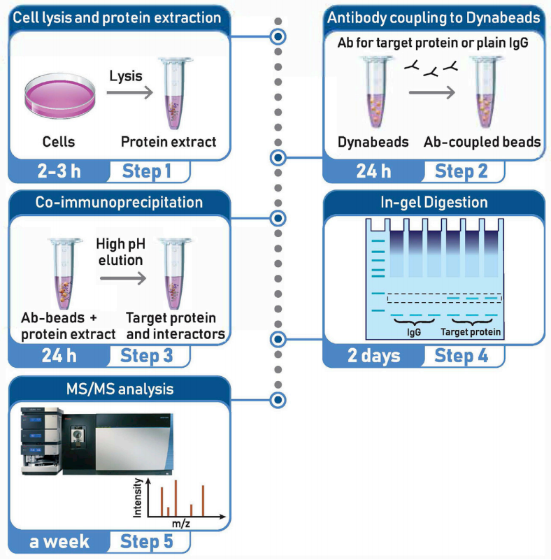 IP-MS实验详情及送样要求大揭秘 - 知乎