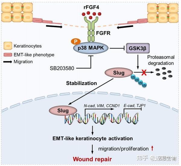 FGF4：降糖潜在靶标 - 知乎