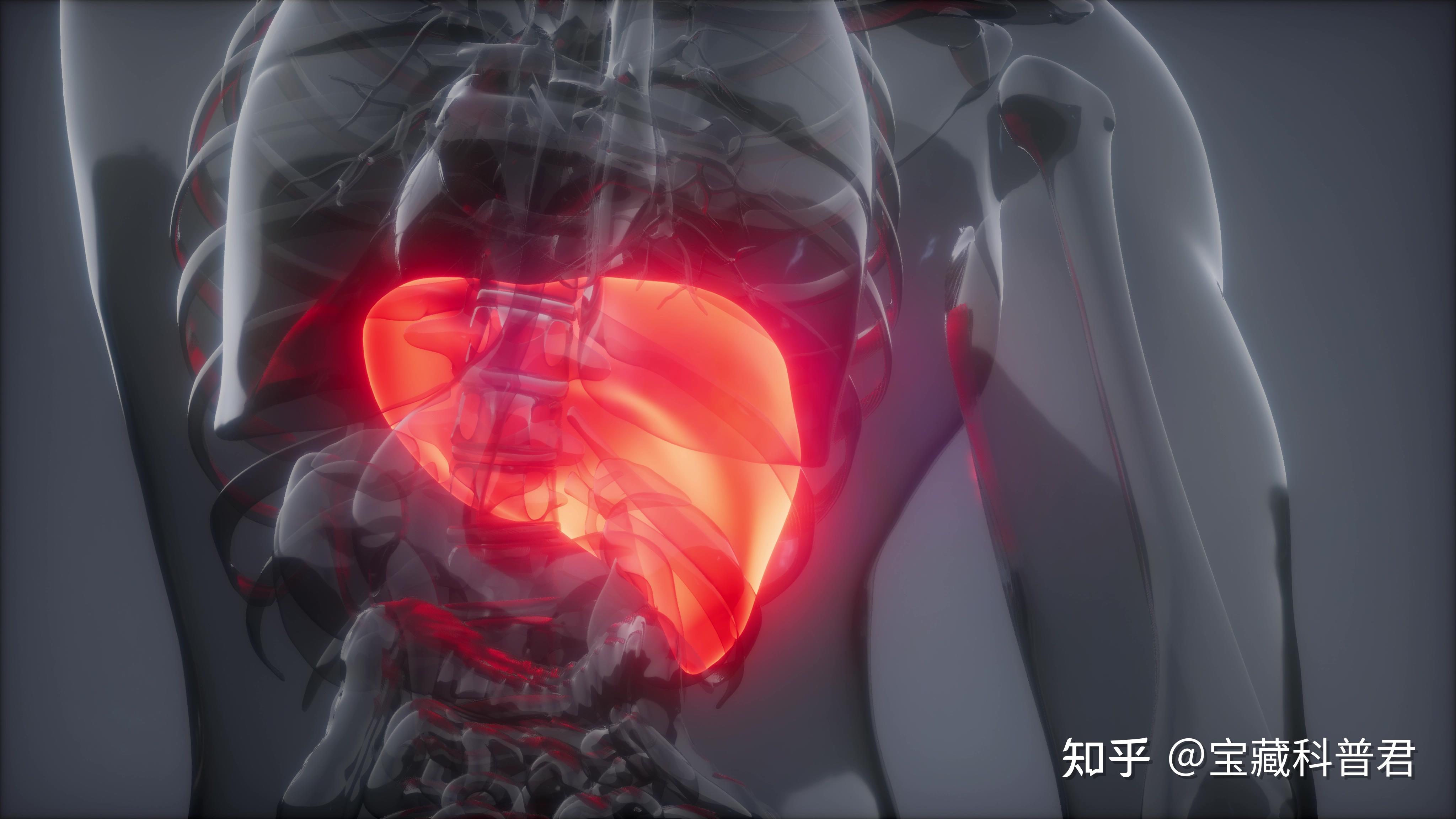 爱肝月|经常喝酒,小心酒精肝找上你 知乎