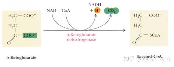 三羧酸循环的过程与酶（二） - 知乎