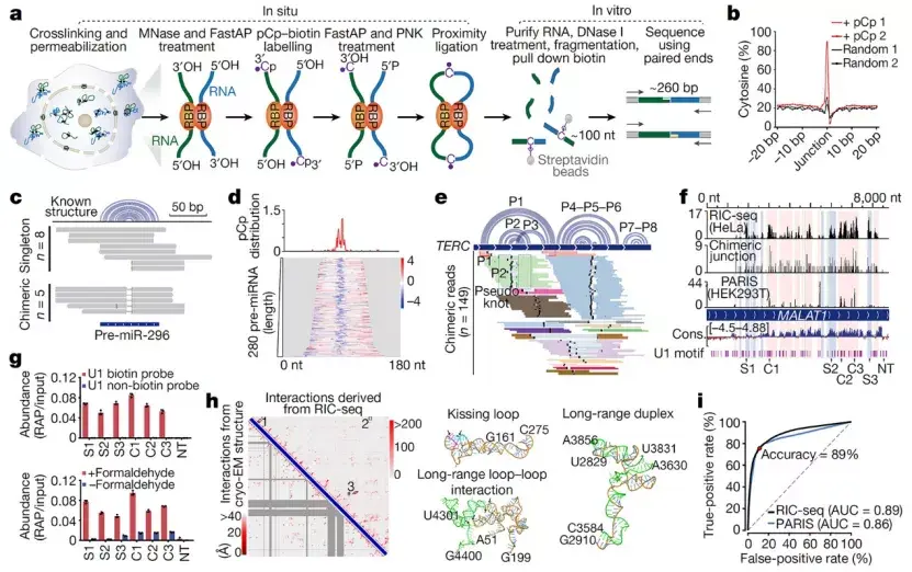 Nature | 全景式解析细胞内RNA原位高级结构及作用靶标的新技术RIC-seq - 知乎