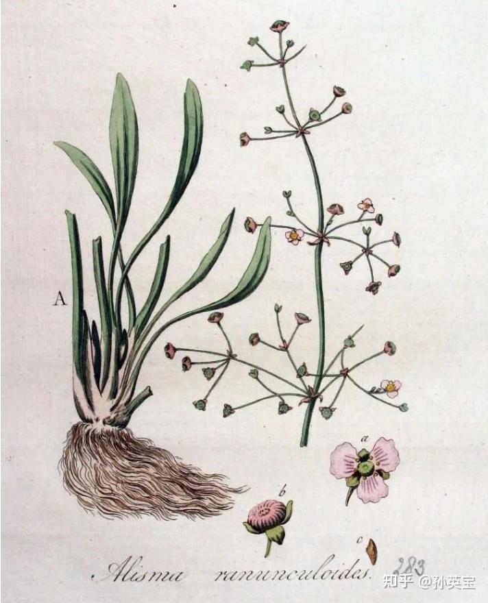 科学绘画||被子植物家族的泽泻科成员 - 知乎