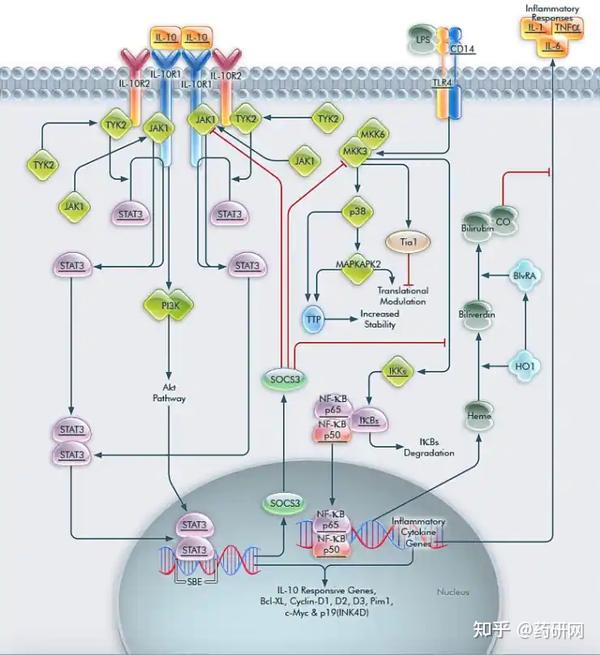 IL-10：荆棘丛生之路 - 知乎