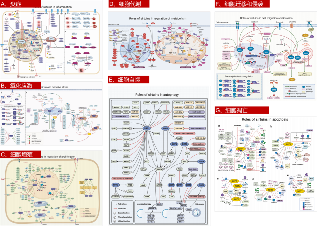 “酰”睹为快！STTT | 中国医科大学赵玉虹/刘彩刚发表SIRT蛋白家族与人类健康和疾病的综述 - 知乎