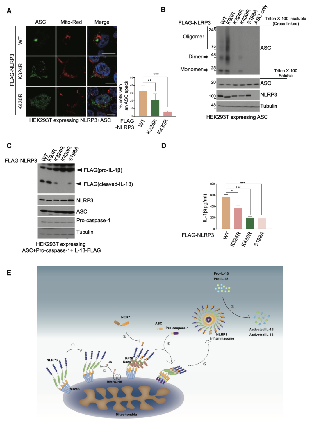EMBO丨线粒体 NLRP3-NEK7 复合物形成和 NLRP3 炎性体激活需要 MARCH5 依赖性 NLRP3 泛素化 - 知乎