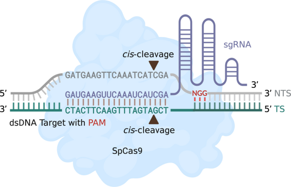 CRISPR基因编辑技术的发展与应用 - 知乎