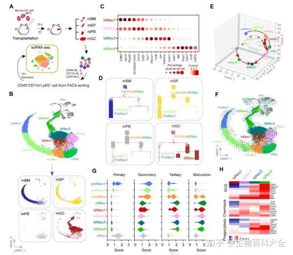 单细胞项目文章|CXCR2−CD44−肿瘤特异性中性粒细胞通过YAP/TAZ-CD54轴抑制胃癌 - 知乎