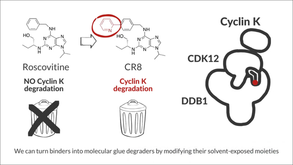 非度胺类molecular glue degrader之CR8 - 知乎