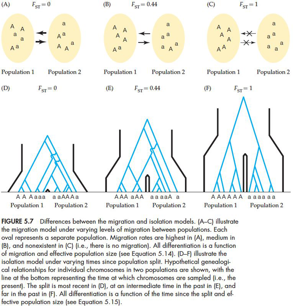 分子群体遗传(七) 进化对种群分化的影响 知乎