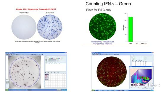 初步认识Elispot，原理及应用实例 - 知乎