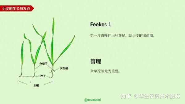 「注意」小麦全程周期，一生多磨难！田间管理最关键，建议收藏！ - 知乎