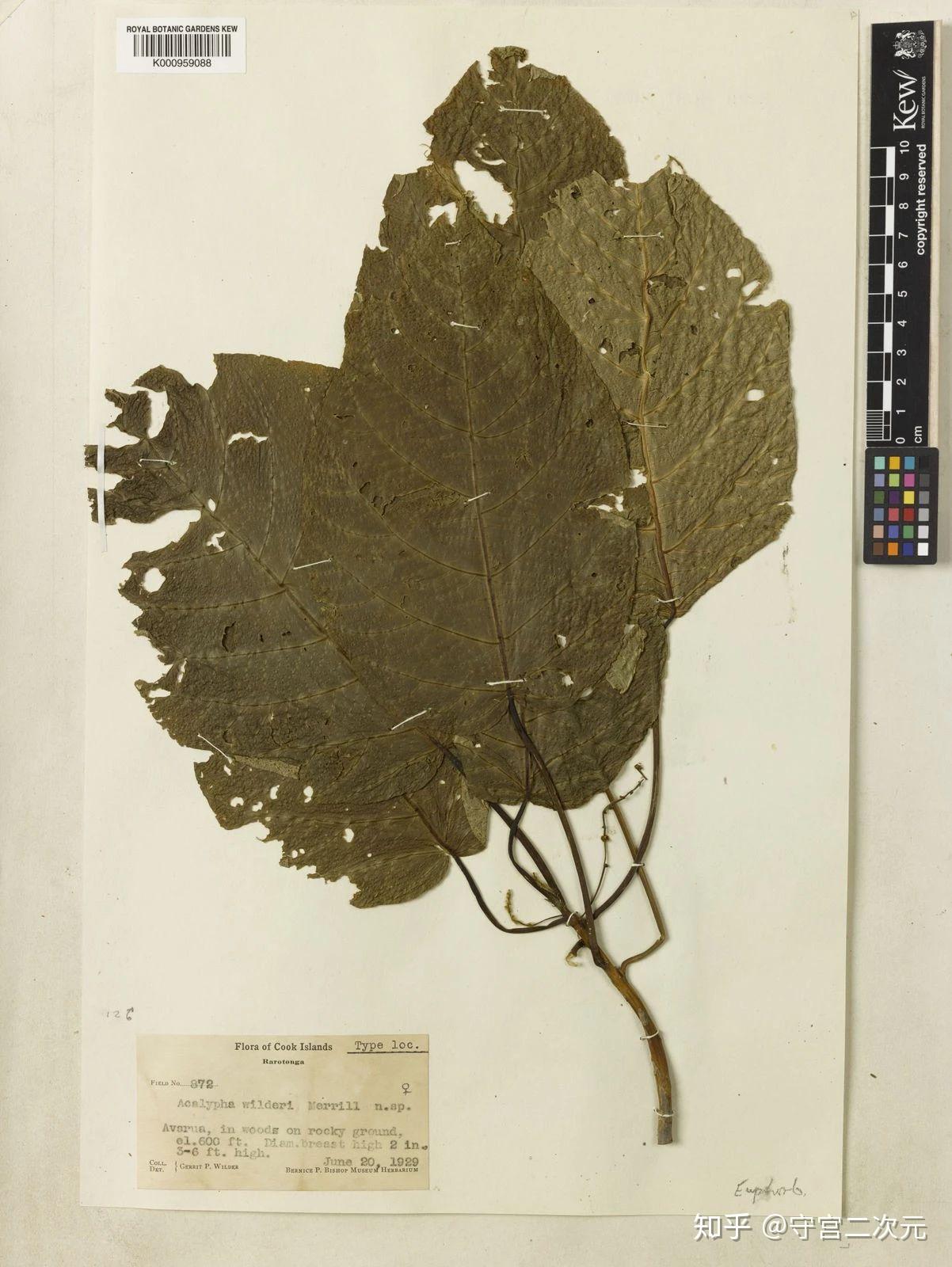 谨以此文纪念在过去的十年里宣布灭绝的物种！ - 知乎