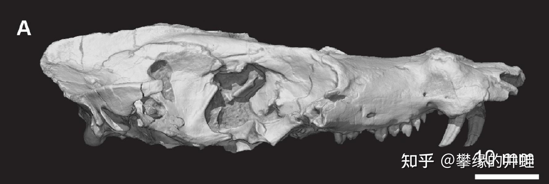 【地球演义】第二百八十二回 百兽图12：黄鼠狼下豆杵子 - 知乎