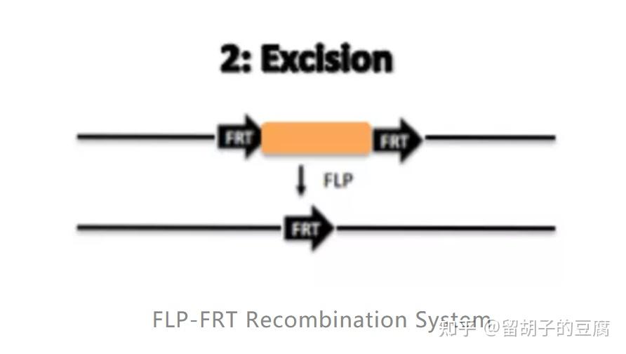 大肠杆菌Red同源重组引物设计 - 知乎