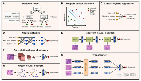 Cell | AI机器学习在癌症临床诊断、预后和治疗中的进展 - 知乎