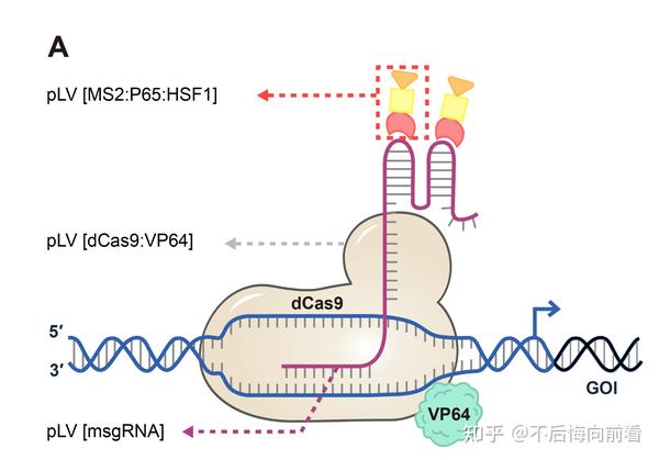CRISPRi and CRISPRa - 知乎