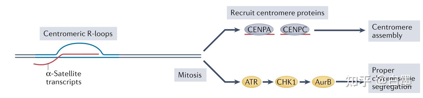 一文读懂 R-loops （图文详解） - 知乎