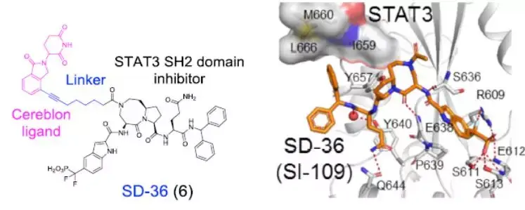 Cancer Cell | PROTAC利剑出鞘：STAT3特异性小分子降解剂抑制肿瘤生长 - 知乎