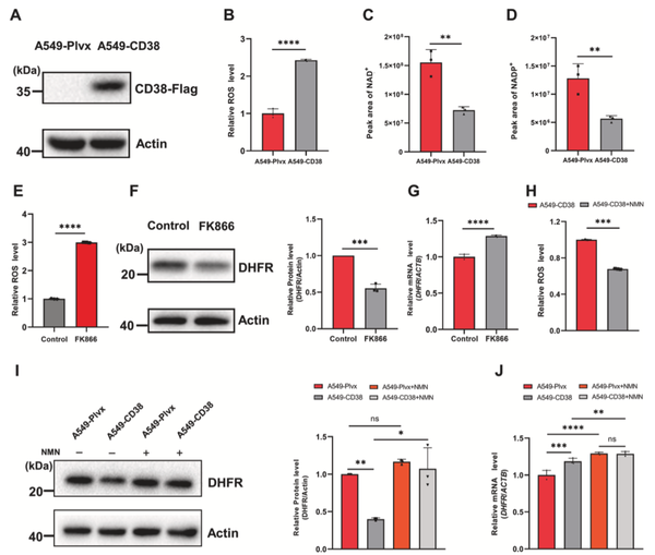 CDD丨二氢叶酸还原酶的氧化降解增加了 CD38 介导的铁死亡易感性 - 知乎
