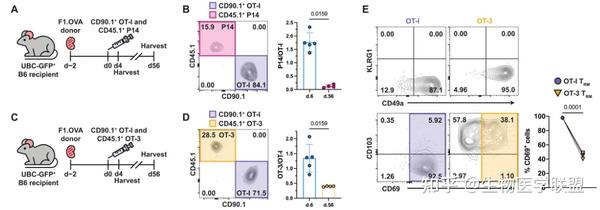 组织驻留Trm的维持需要DC的抗原提呈以及IL-15信号 - 知乎