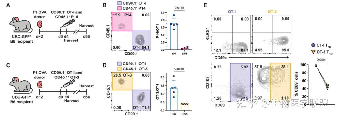组织驻留Trm的维持需要DC的抗原提呈以及IL-15信号 - 知乎