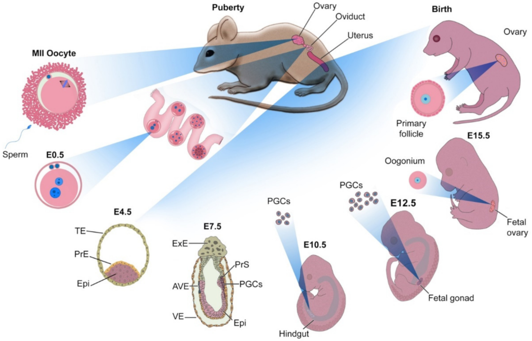 新药非临床生殖发育毒性试验DART是怎么回事 - 知乎