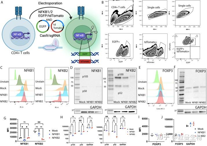 使用CRISPR/Cas9技术对Jurkat细胞和原代CD4+T细胞进行NFKB1/NFKB2基因敲除 - 知乎