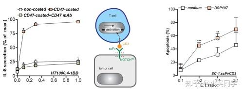 T细胞共刺激靶标：4-1BB - 知乎