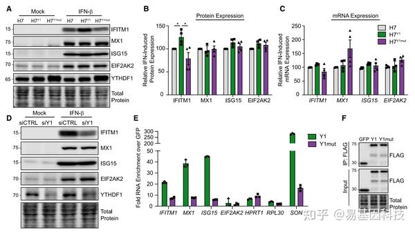 干货系列：高通量测序后的下游实验验证方法——m6A RNA甲基化篇｜易基因 - 知乎