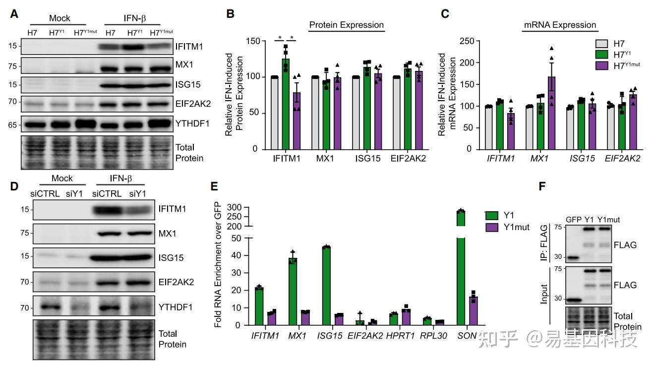 干货系列：高通量测序后的下游实验验证方法——m6A RNA甲基化篇｜易基因 - 知乎