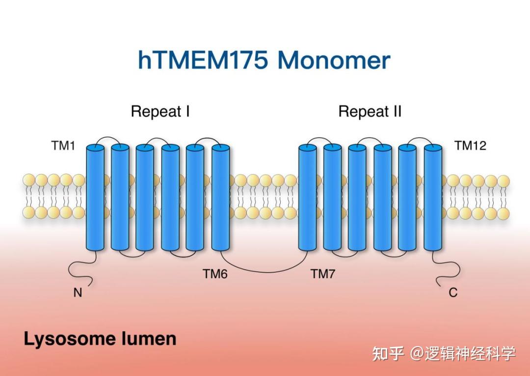 Neurobiol Dis 综述丨南昌大学应俊/华福洲团队综述TMEM175与神经系统疾病相关的溶酶体离子通道 - 知乎