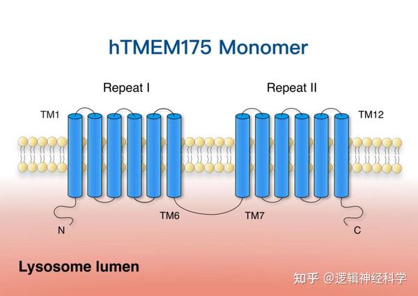 Neurobiol Dis 综述丨南昌大学应俊/华福洲团队综述TMEM175与神经系统疾病相关的溶酶体离子通道 - 知乎