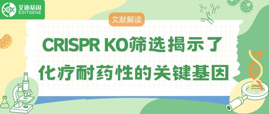 【文献解读】CRISPR KO筛选揭示了化疗耐药性的关键基因 - 知乎
