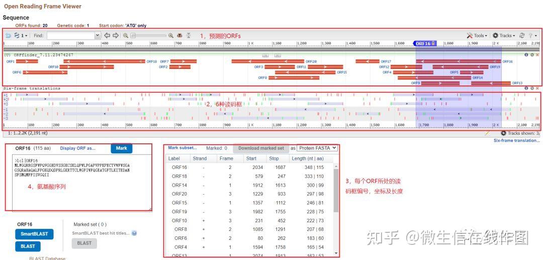 NCBI ORFfinder结果在线可视化 - 知乎
