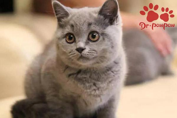 猫咪上火吃什么降火?猫咪上火的症状表现及处理方法 知乎
