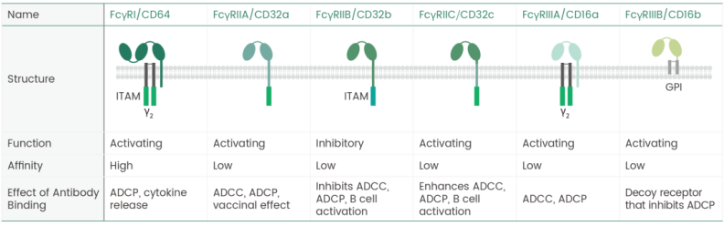 Fc region为何如此重要？ - 知乎