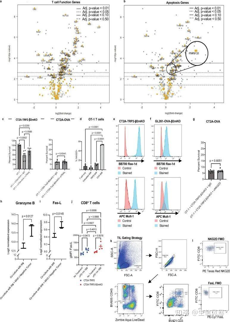 CD8+T细胞通过NKG2D-NKG2DL轴维持对MHC-I阴性肿瘤细胞的杀伤 - 知乎