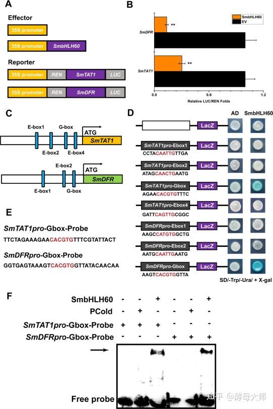 J ADV RES|浙江中医药大学研究团队用Y1H技术SmbHLH60 和 SmMYC2 拮抗调节丹参中酚酸和花青素的生物合成 - 知乎