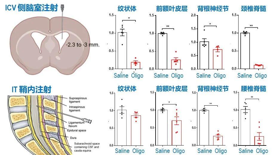 核酸类新分子临床前体内药理学 - 知乎
