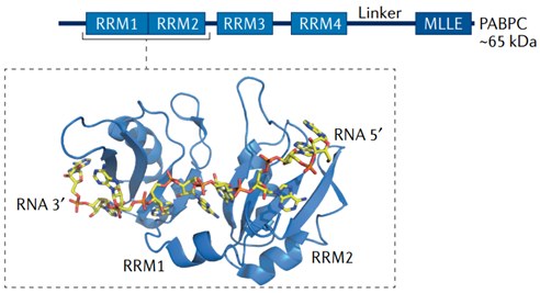 【耀文解读】mRNA篇|mRNA poly(A)尾在基因表达调控中的作用 - 知乎