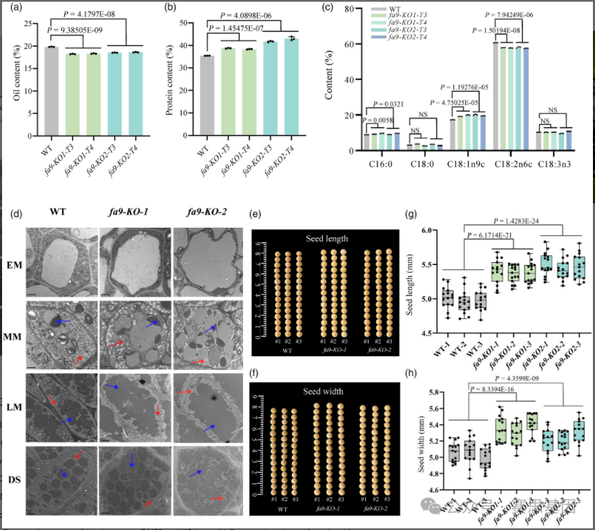 【Plant Biotech J】脂肪酸9的自然变异是大豆中脂肪酸和蛋白质含量的决定因素 - 知乎