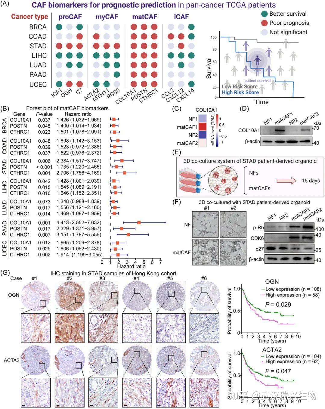 肿瘤相关成纤维细胞（CAFs）如何研究？这篇泛癌单细胞给你思路 - 知乎
