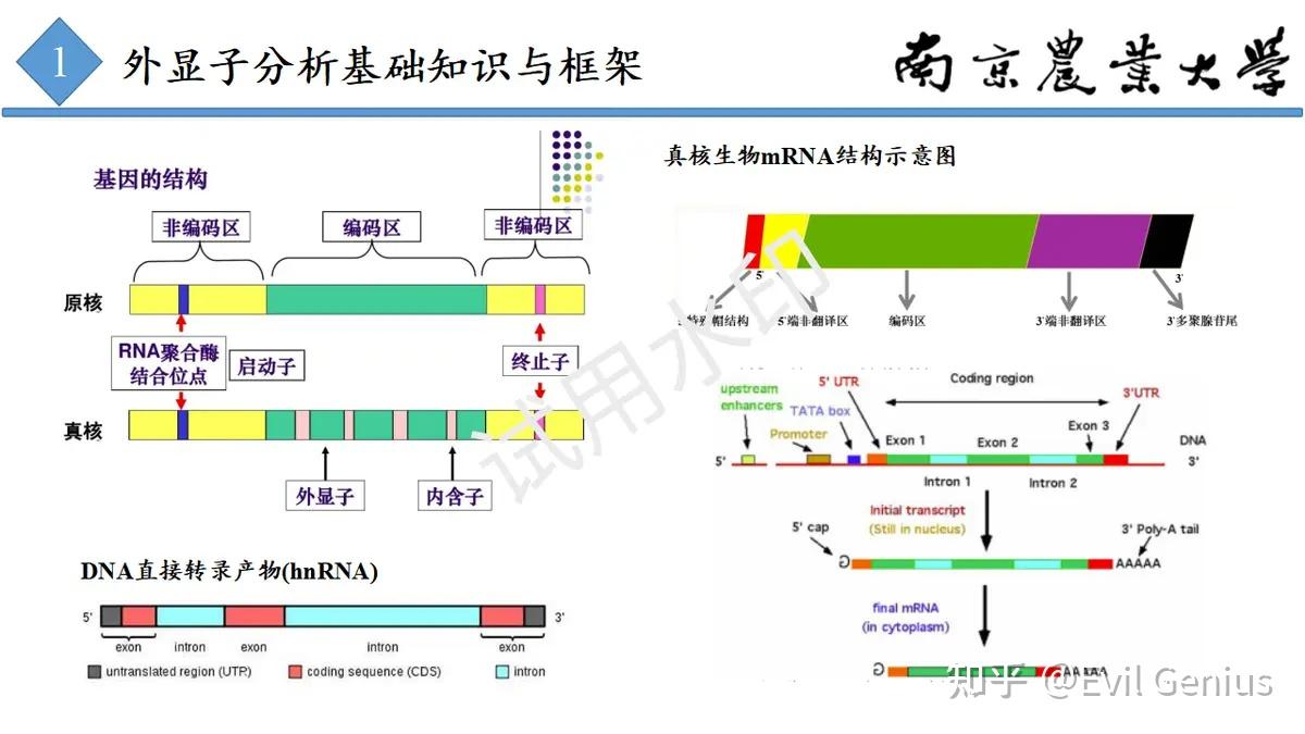 知识梳理--WGS/WES基础知识与框架 - 知乎