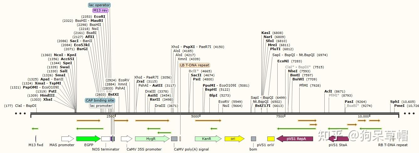 Snap gene 质粒的图谱如何特征显示，线性转环状如何修改 - 知乎