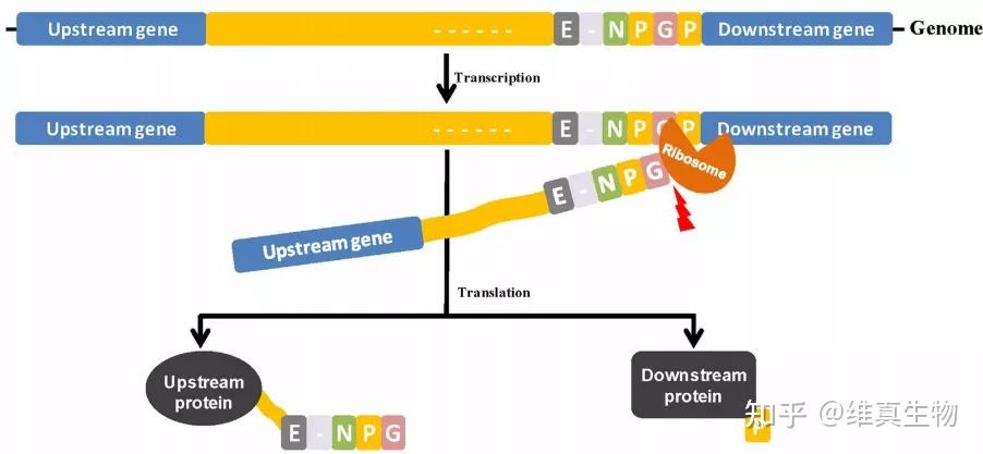 载体构建中IRES和P2A的选择 - 知乎