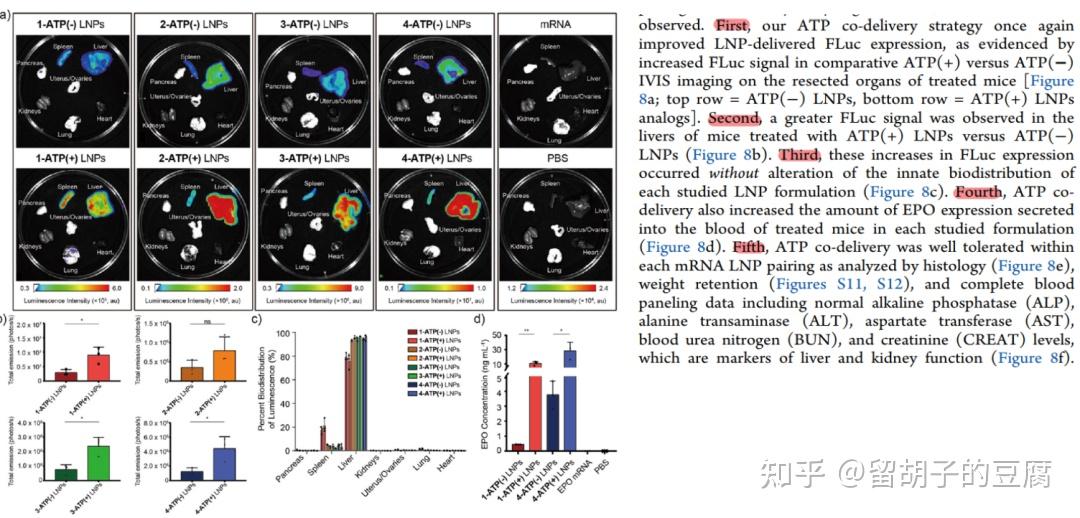共递送ATP提升mRNA-LNP细胞内蛋白表达水平数十倍 - 知乎