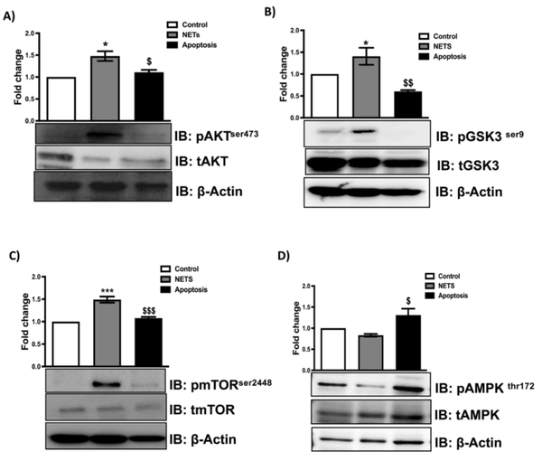 BBA丨中性粒细胞NETs与细胞代谢的关系 - 知乎
