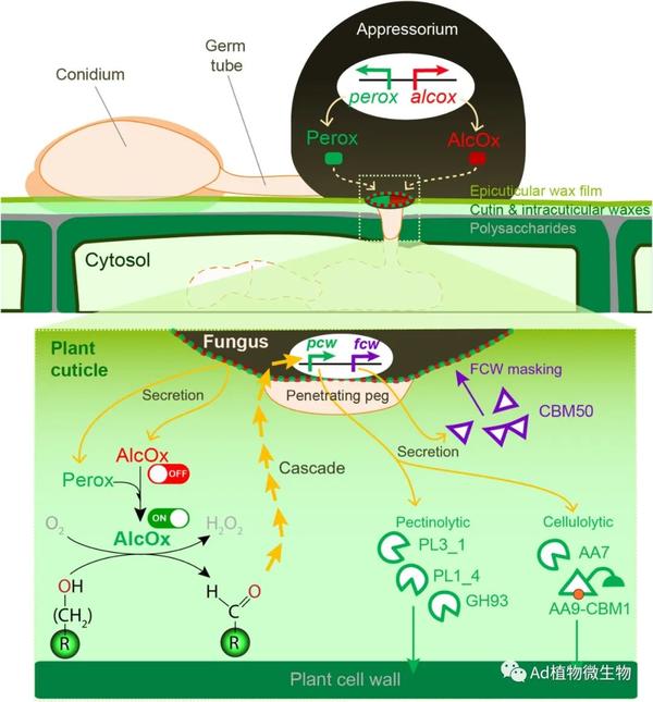 Science Advances | 研究揭示病原真菌侵染植物的新机制！ - 知乎